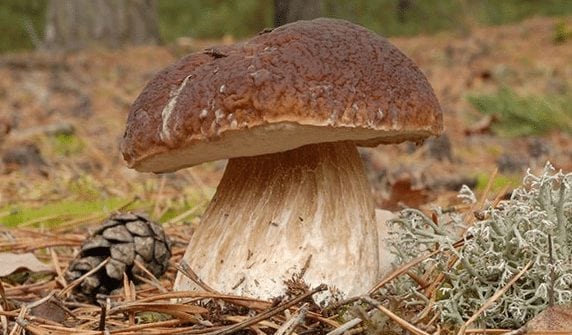 Därför är svamp ett smart val i din kost | Swedish Paleo - Swedish Paleo