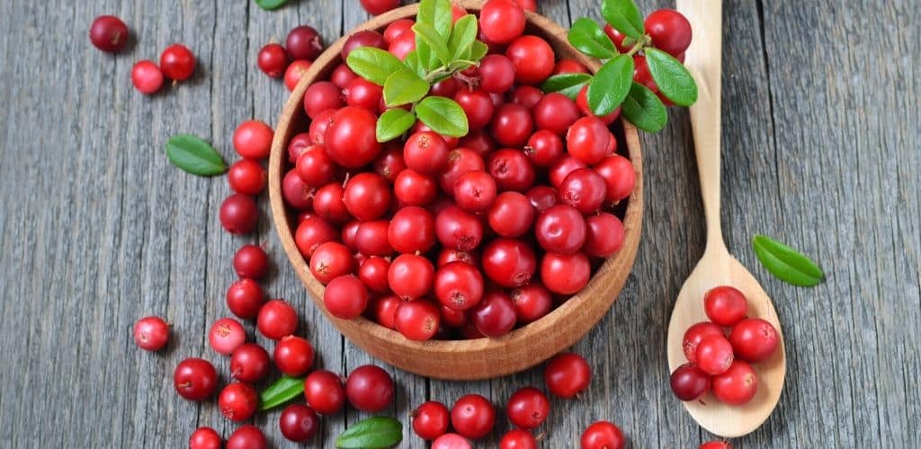 Lingon - ett nyttigt och läkande hälsobär | Swedish Paleo - Swedish Paleo