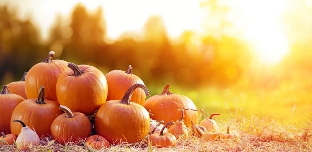 Om pumpa och varför det är nyttigt | Swedish Paleo - Swedish Paleo